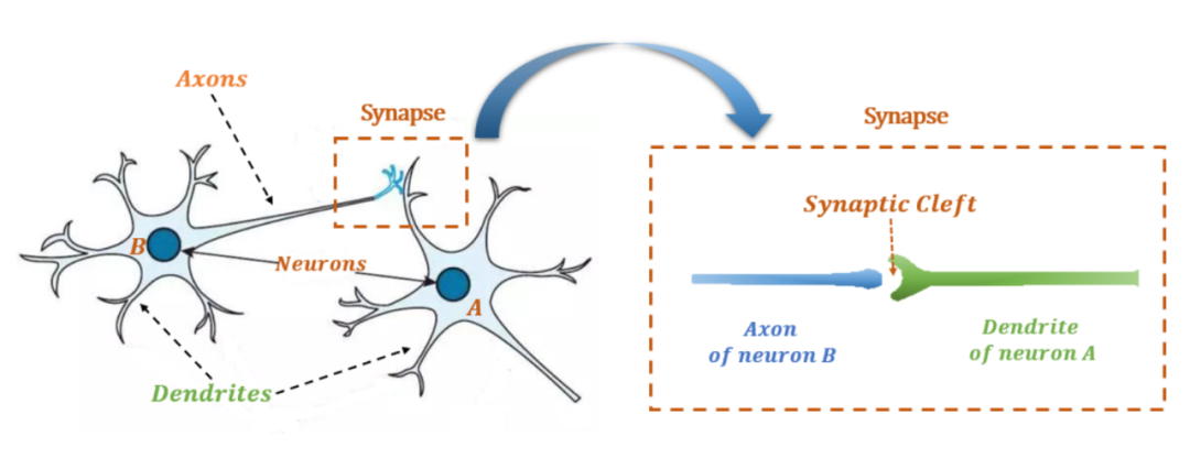神经网络的基础是MP模型？南大周志华组提出新型神经元模型FT - 知乎