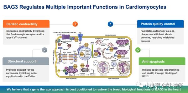 CV CGT | BAG3基因调节能治疗DCM吗？ - 知乎