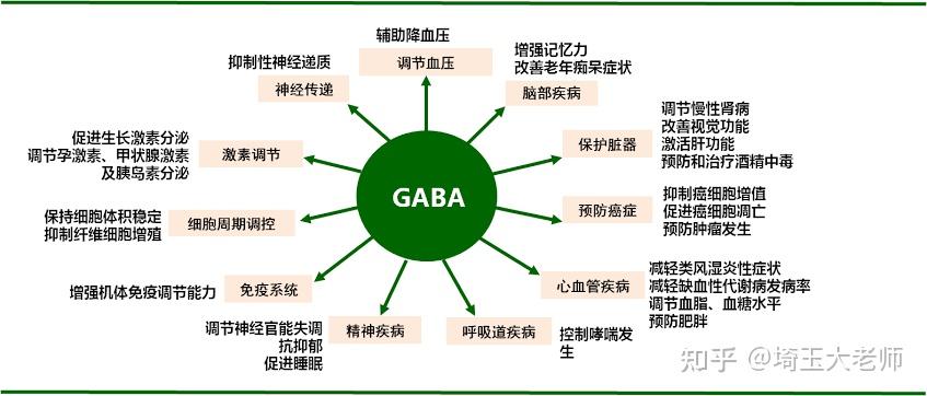 关于GABA的介绍 - 知乎