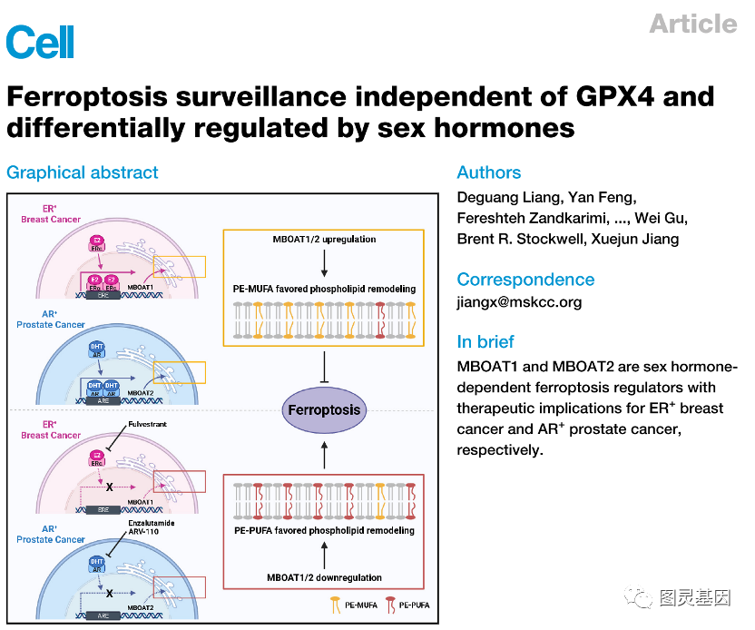 Cell ｜ 华人学者发现铁死亡新通路，有望治疗多种癌症 - 知乎