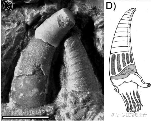 恶魔诞生记 - 知乎