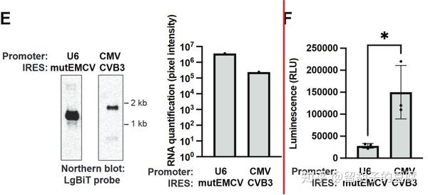 VLP递送Tornado系统表达的circRNA,实现更长久的蛋白表达 - 知乎