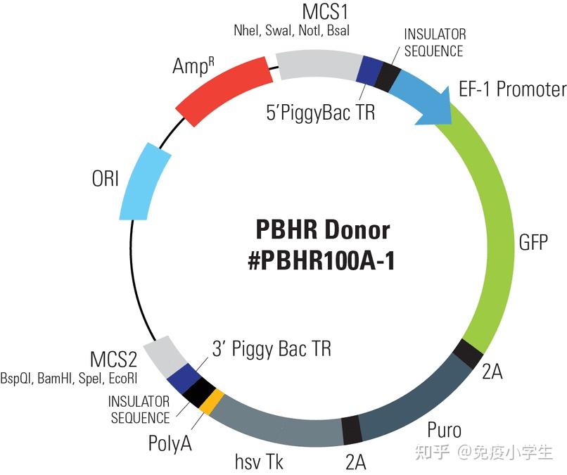 PiggyBac转座子结构与载体构建 - 知乎