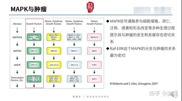 1条就是1篇SCI！带你研究12条信号通路，NF-κB、MAPK、AKT、PI3K…… - 知乎