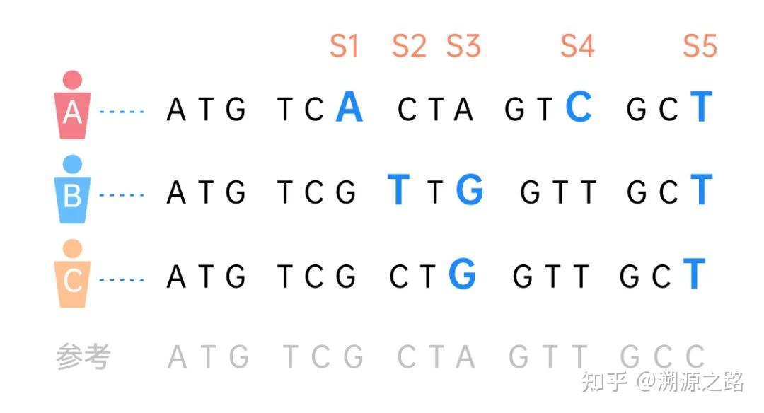 祖源科普｜Y染色体溯源 - 知乎