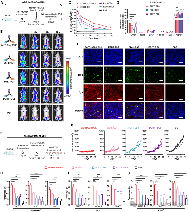 Cell ｜ 北京大学陈鹏团队开发生物嵌合体招募免疫细胞靶向实体瘤免疫微环境 - 知乎