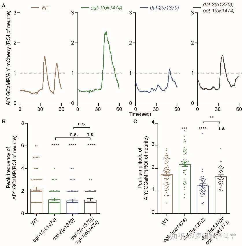 J Cell Biochem︱复旦大学邵志勇团队发现糖基转移酶OGT-1协同胰岛素信号通路调控突触形成 - 知乎