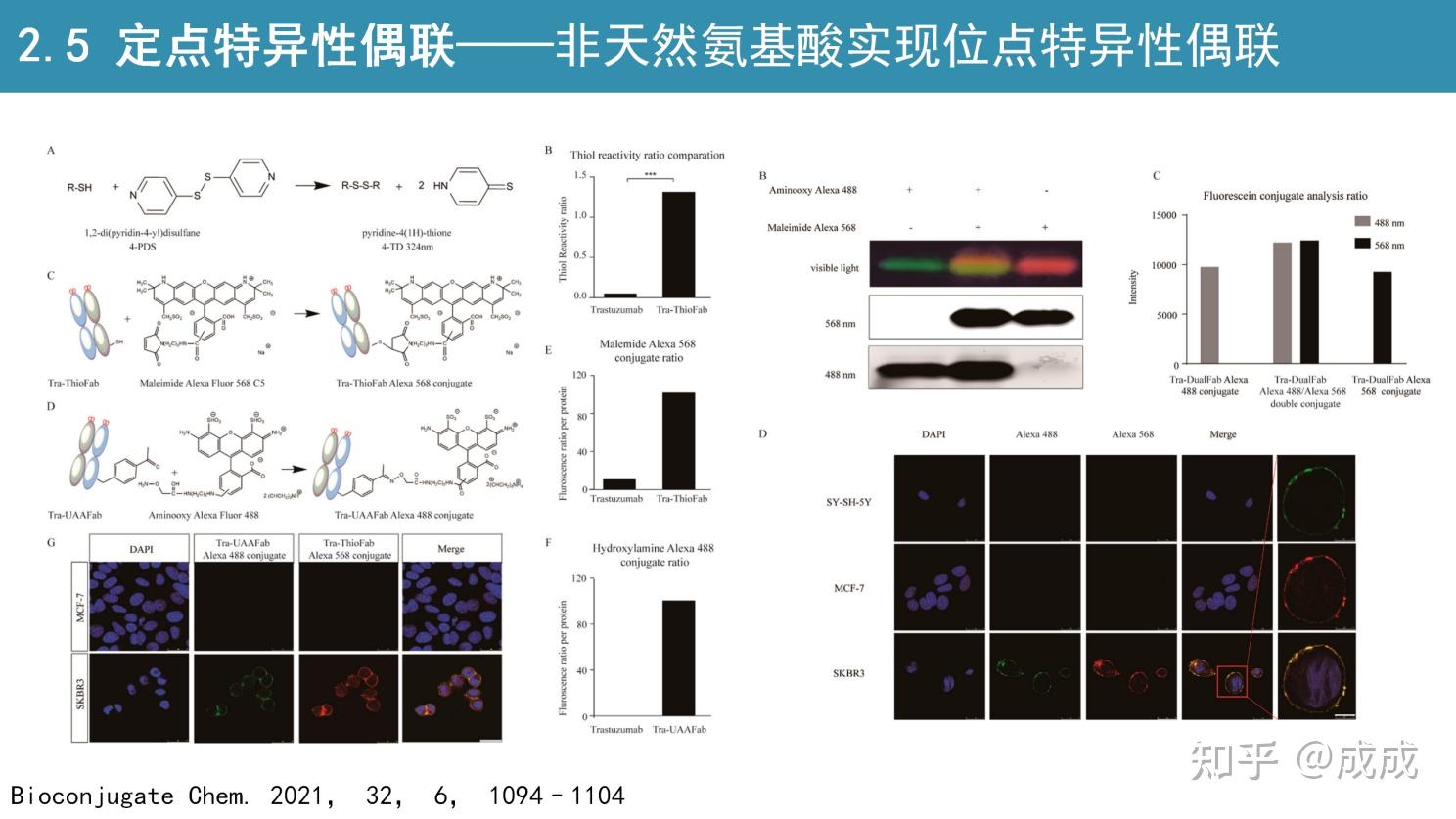 双载荷ADC的构建思路| Antibody-drug conjugates with dual payloads - 知乎