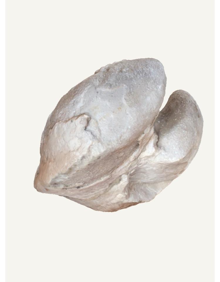 “Rudist”固着蛤的演化史，最伟大的双壳类 - 知乎