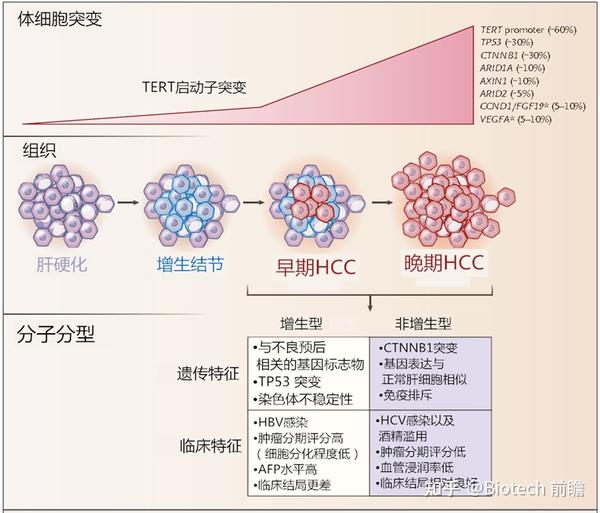 HBV及HCV相关肝细胞癌的发病机制，免疫获益差异原因解析 - 知乎