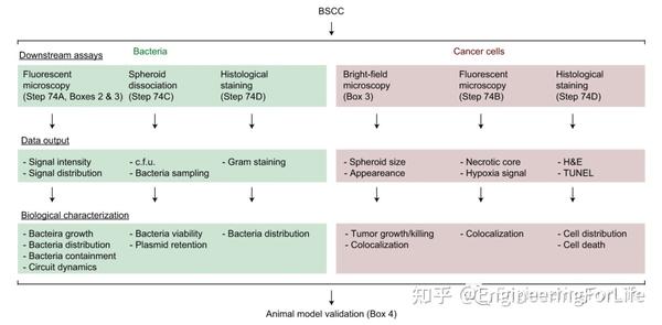 《Nature Protocols》：3D肿瘤球体内共培养细菌的快速筛选protocol - 知乎