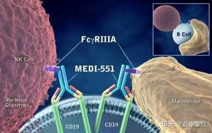 CD19靶点药物大比拼 - 知乎
