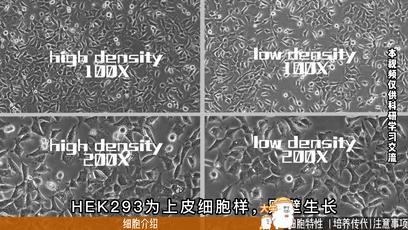 HEK293细胞培养，人胚肾细胞培养攻略 - 丰晖生物 - 知乎