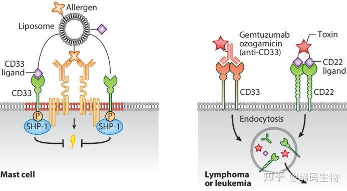 肿瘤免疫靶点 | CD33 - 知乎