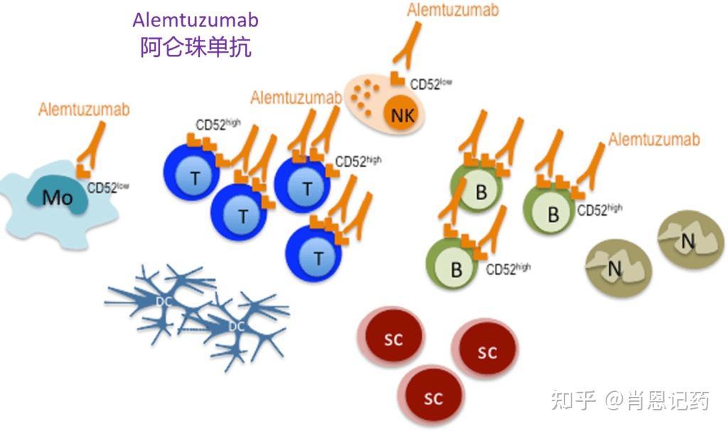 记住所有FDA生物药 | 靶向CD52 | Alemtuzumab 阿仑珠单抗 | 慢性淋巴细胞白血病、多发性硬化 - 知乎
