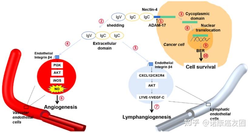 关于nectin 4 Adc Sys6002临床项目怎么样 知乎