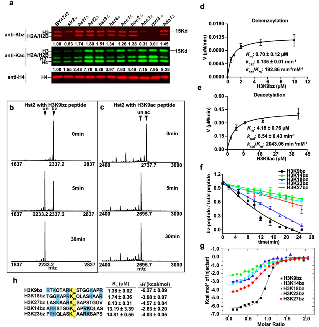 Nat Comm重磅！陈勇/彭超组发现新型苯甲酰化修饰Writer，Reader和Eraser - 知乎