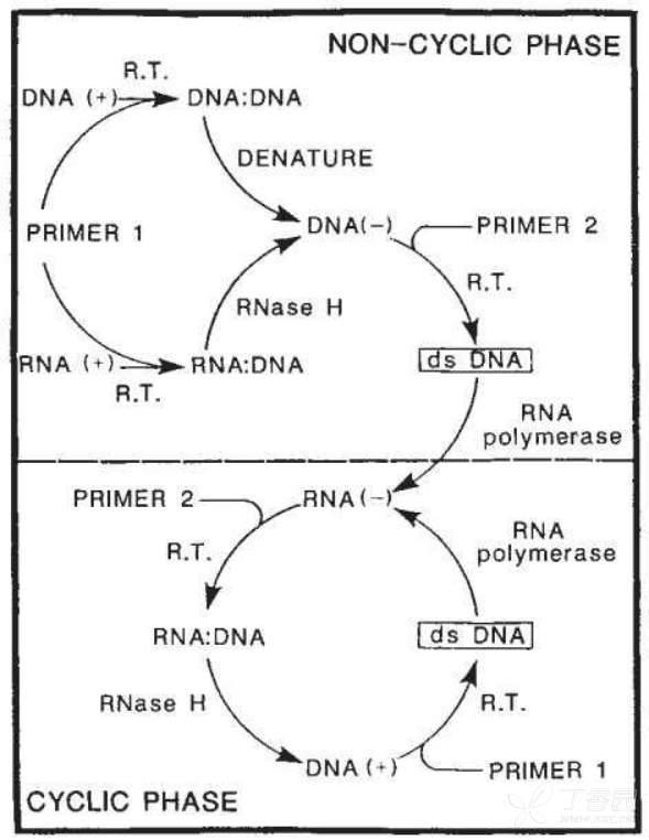 怎样的恒温扩增技术可取代变温PCR？它的技术优势看这里 - 知乎