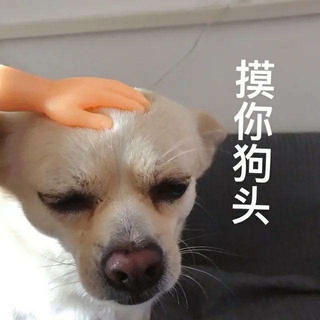 再分享一些狗狗表情包(›´ω`‹ ) - 知乎