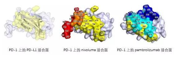科学的解释为什么PD-1抗体可以阻断PD-L1通路 - 知乎