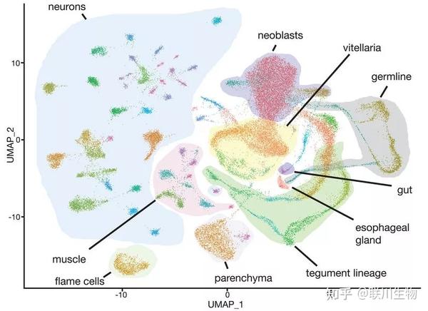 【干货】高分SCI要用tSNE还是UMAP？ - 知乎