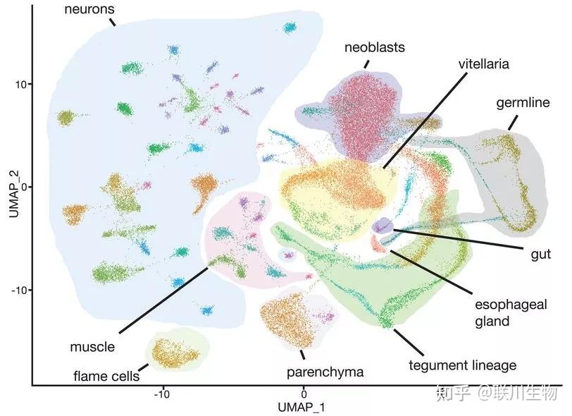 【干货】高分SCI要用tSNE还是UMAP？ - 知乎