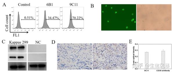 Nature：新的CD30 CAR-T细胞可能是治疗癌症的候选药物 - 知乎