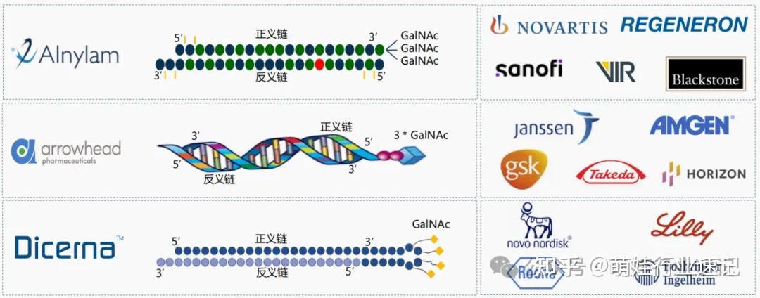 小核酸药物递送系统之GalNAc结构对比 - 知乎