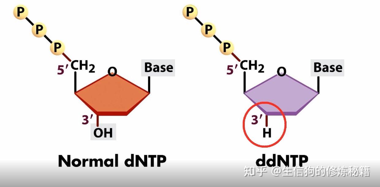 高通量测序原理（一）Sanger测序原理 - 知乎