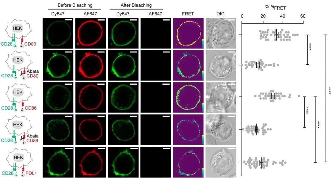 文献解读 | T细胞自我激活新机制，增强抗肿瘤能力 - 知乎