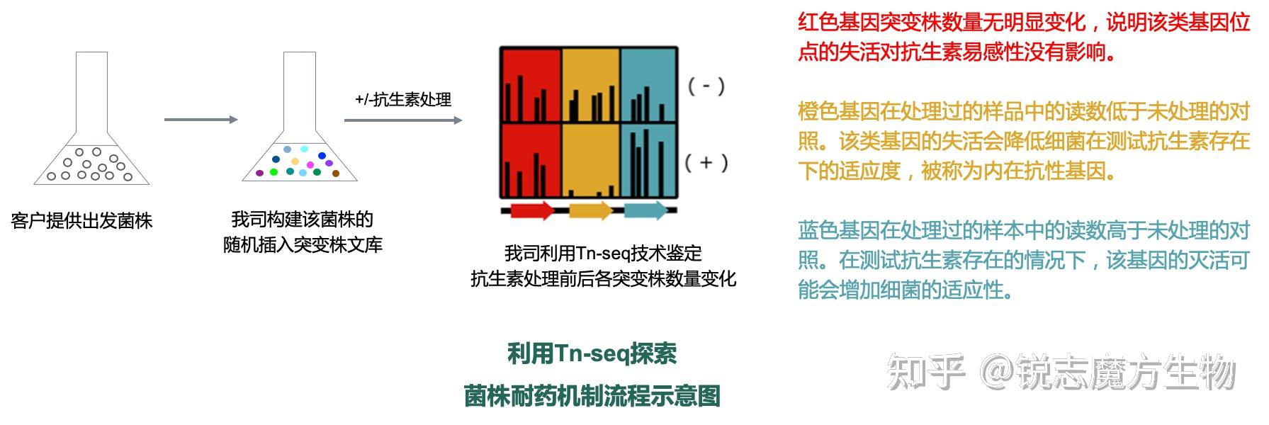 细菌转座子突变体文库构建 知乎