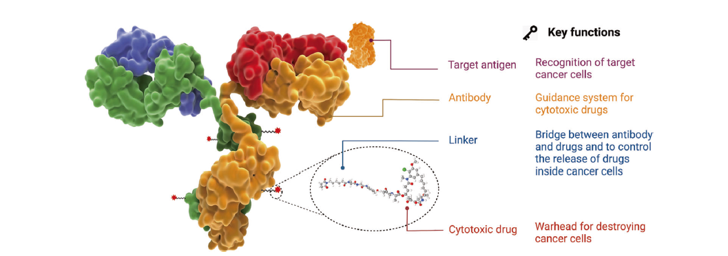 生物分析 | 抗体偶联药物ADC的临床生物分析难点与策略 - 知乎