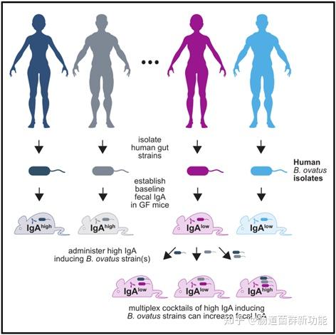新一代益生菌之-卵形拟杆菌(Bacteroides ovatus)培养方法和免疫调节作用 - 知乎