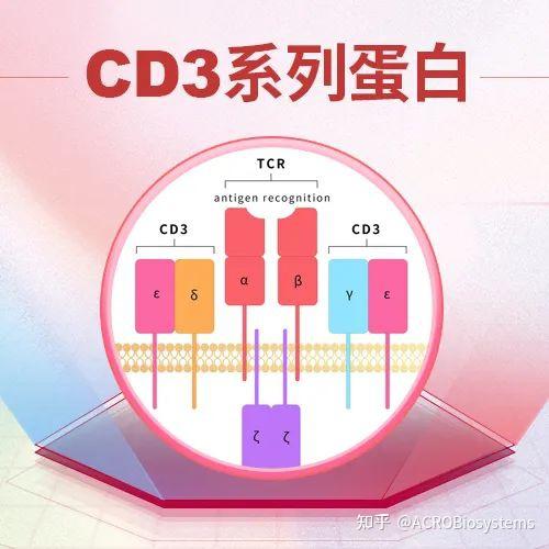 【双抗大有可为】CD3/CD20老将联手再掀新浪潮 - 知乎