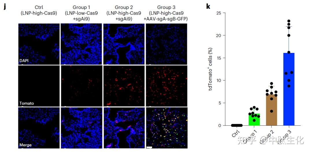 李博文等开发新型LNP载体，吸入后可实现对肺部的高效mRNA递送及基因编辑 - 知乎