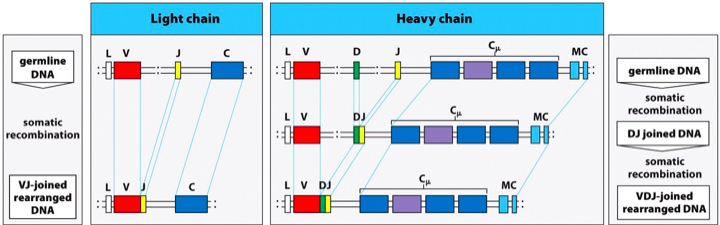 【科普】B细胞的养成之路(一) - 知乎
