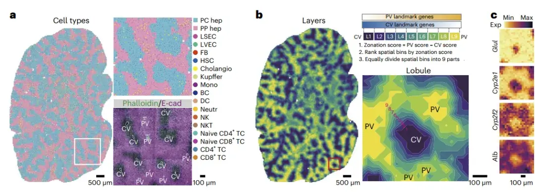 Nature Genetics | Stereo-seq助力构建小鼠肝脏稳态及再生模型的时空转录图谱 - 知乎