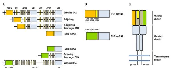科普讲堂 | 一起聊聊单细胞之TCR测序~ - 知乎