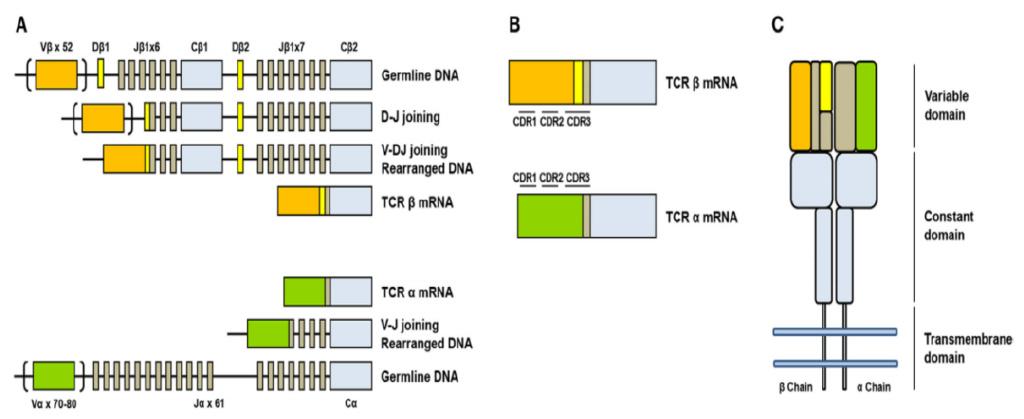 科普讲堂 | 一起聊聊单细胞之TCR测序~ - 知乎
