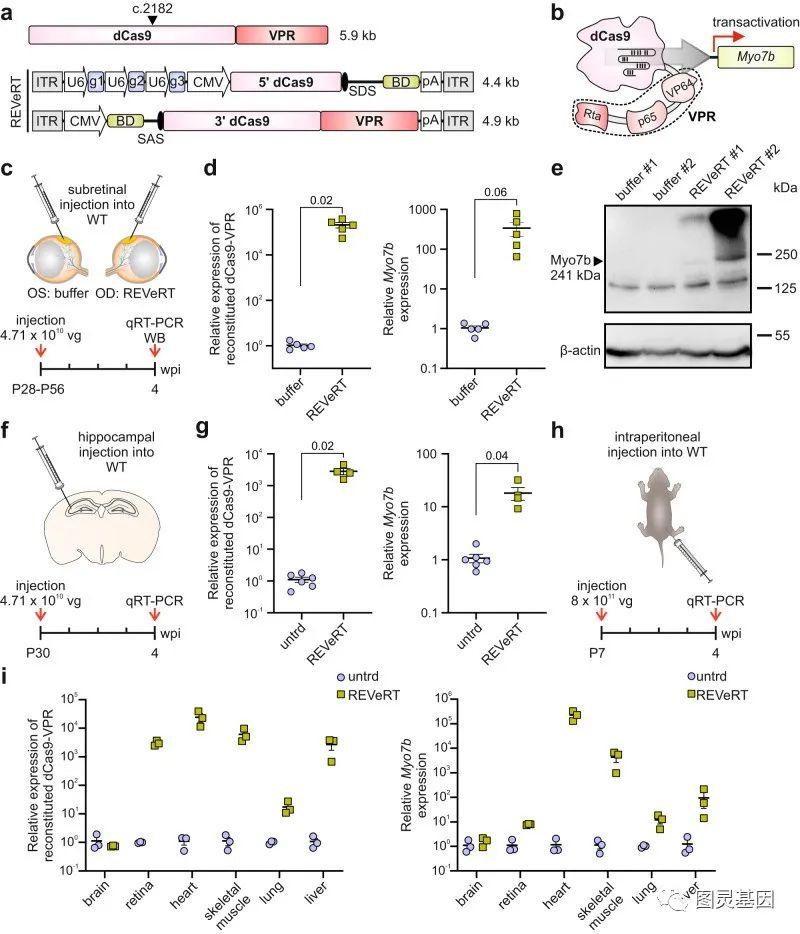 Nat Comm | 双AAV方法使基因编辑更加灵活 - 知乎