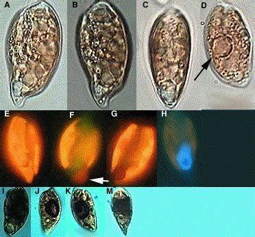 【古菌域全系列14】隐藻界Cryptista：隐于世间而影响世界 - 知乎