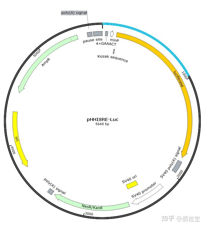 ISRE-Luc 荧光素酶报告基因质粒 - 知乎