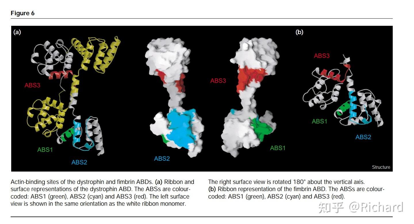 杜氏贝氏肌营养不良（DMD/BMD）基因组Xp21结构介绍（ABD区域） - 知乎