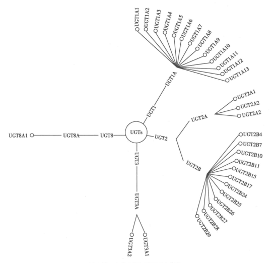 UGT重组酶基础知识介绍 - 知乎