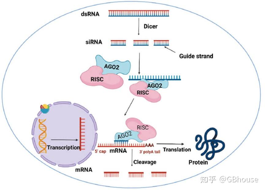 一文搞定siRNA从原理，引物涉及到细胞转染 - 知乎