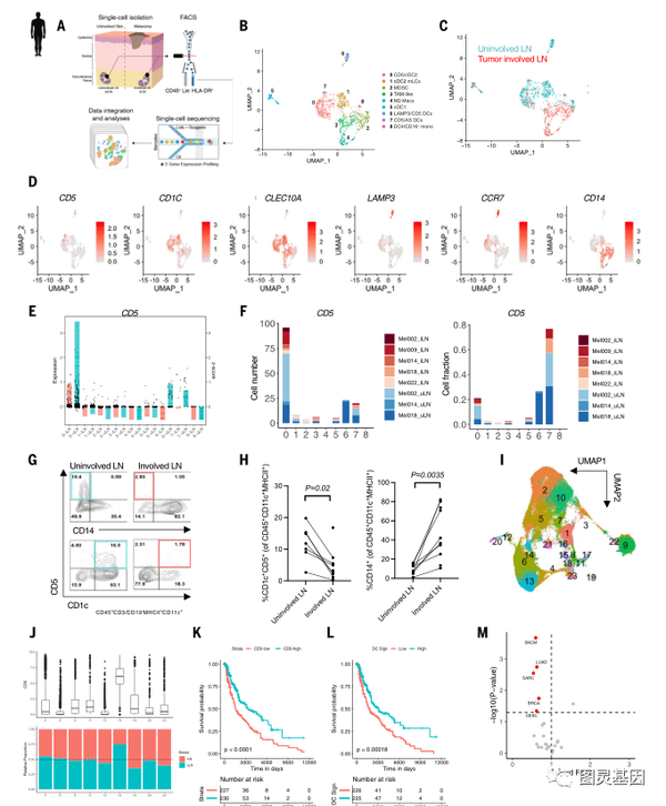 Science | 表达CD5的树突状细胞指导T细胞免疫并维持免疫治疗应答 - 知乎