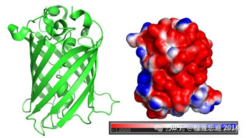 如何在 Pymol 中显示蛋白表面电荷? - 知乎
