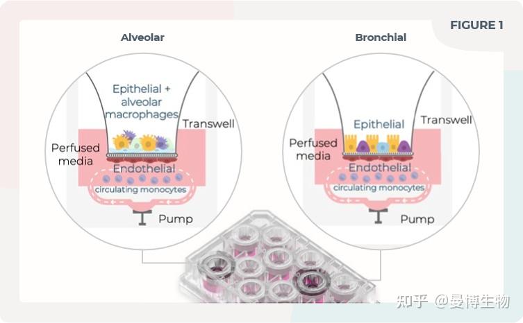 CN-bio 肺器官芯片系统的最新应用 | 用于呼吸道感染研究和治疗评估的肺泡和支气管微生理学系统-上海曼博生物 - 知乎