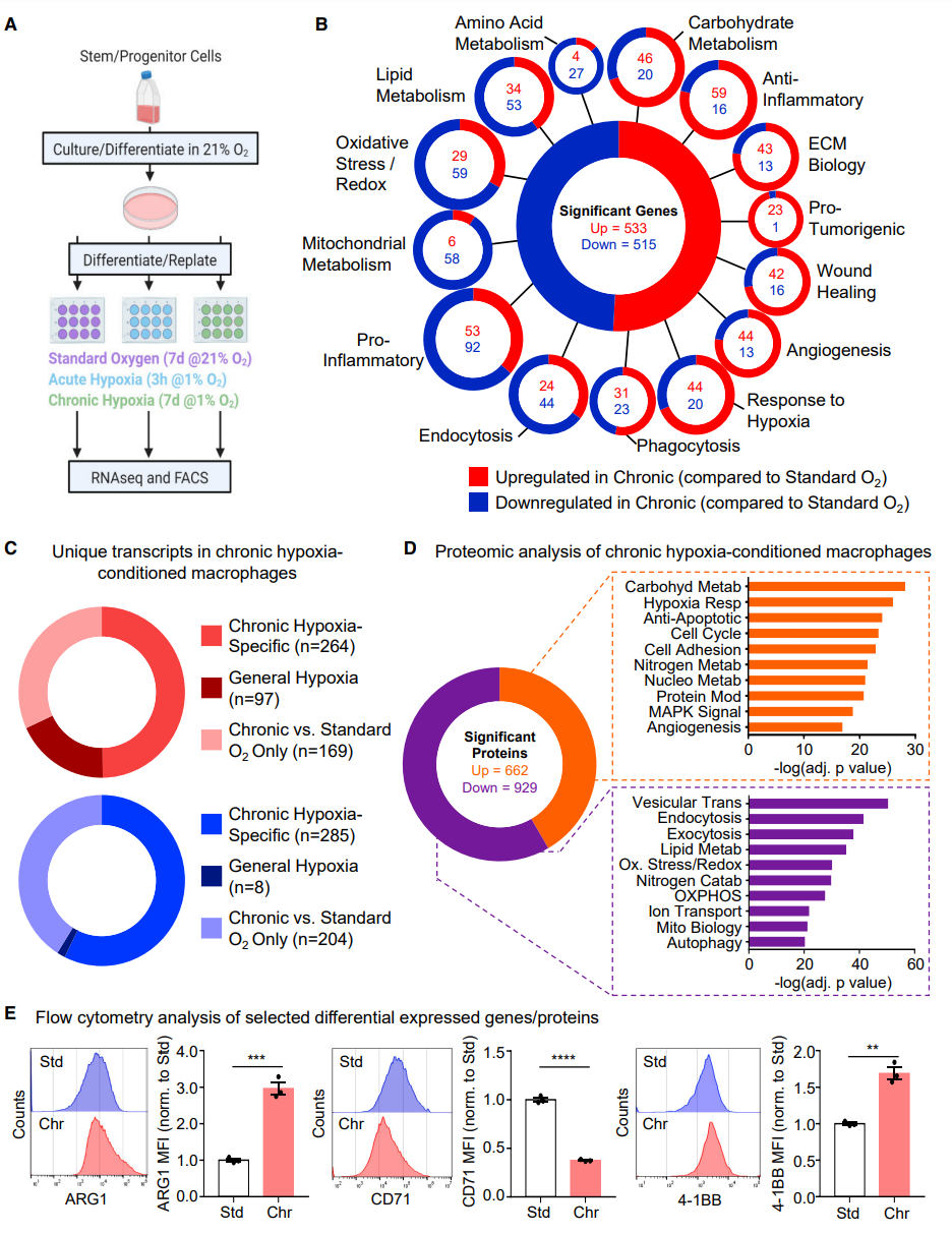 Cell Metabolism丨代谢适应支持在有限氧气环境中增强巨噬细胞胞吐作用 - 知乎