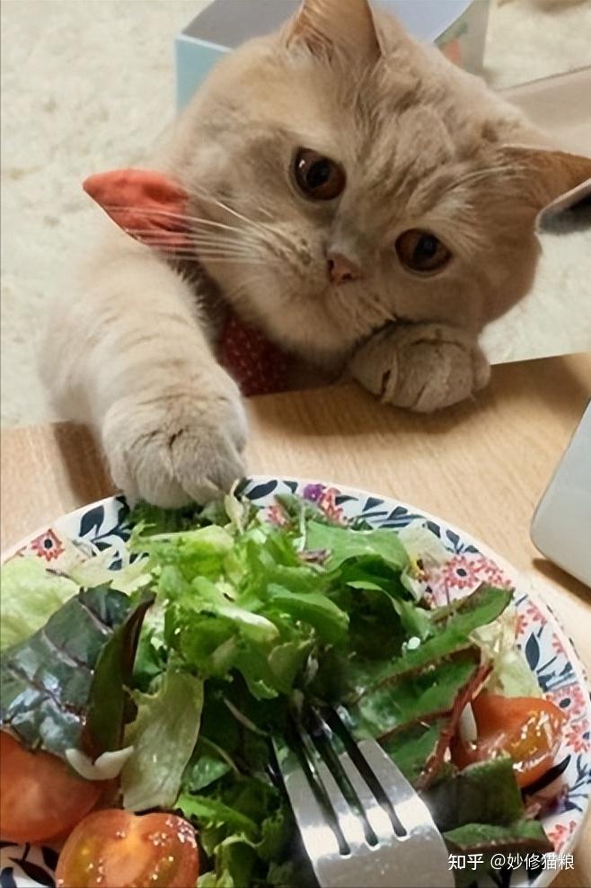家猫一般能活多长时间？有哪些猫咪品种相对长寿一些？ 知乎